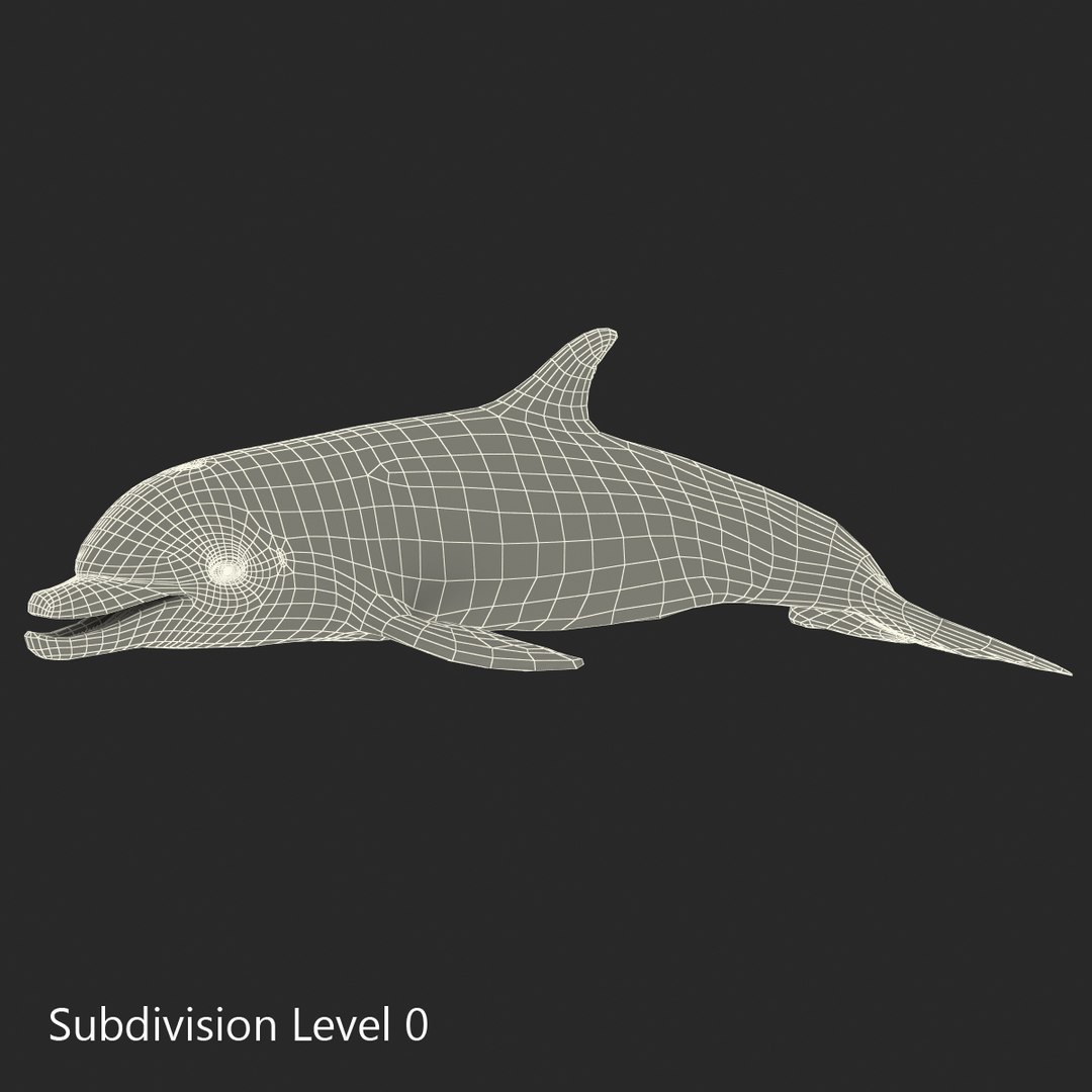 3d dolphin rigged