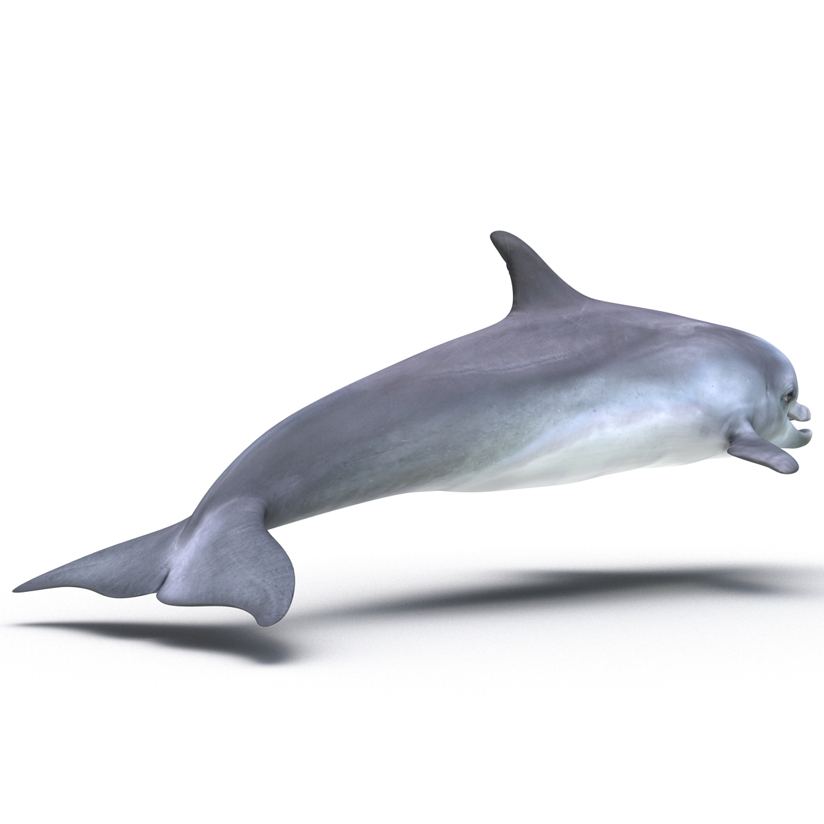 3d dolphin rigged