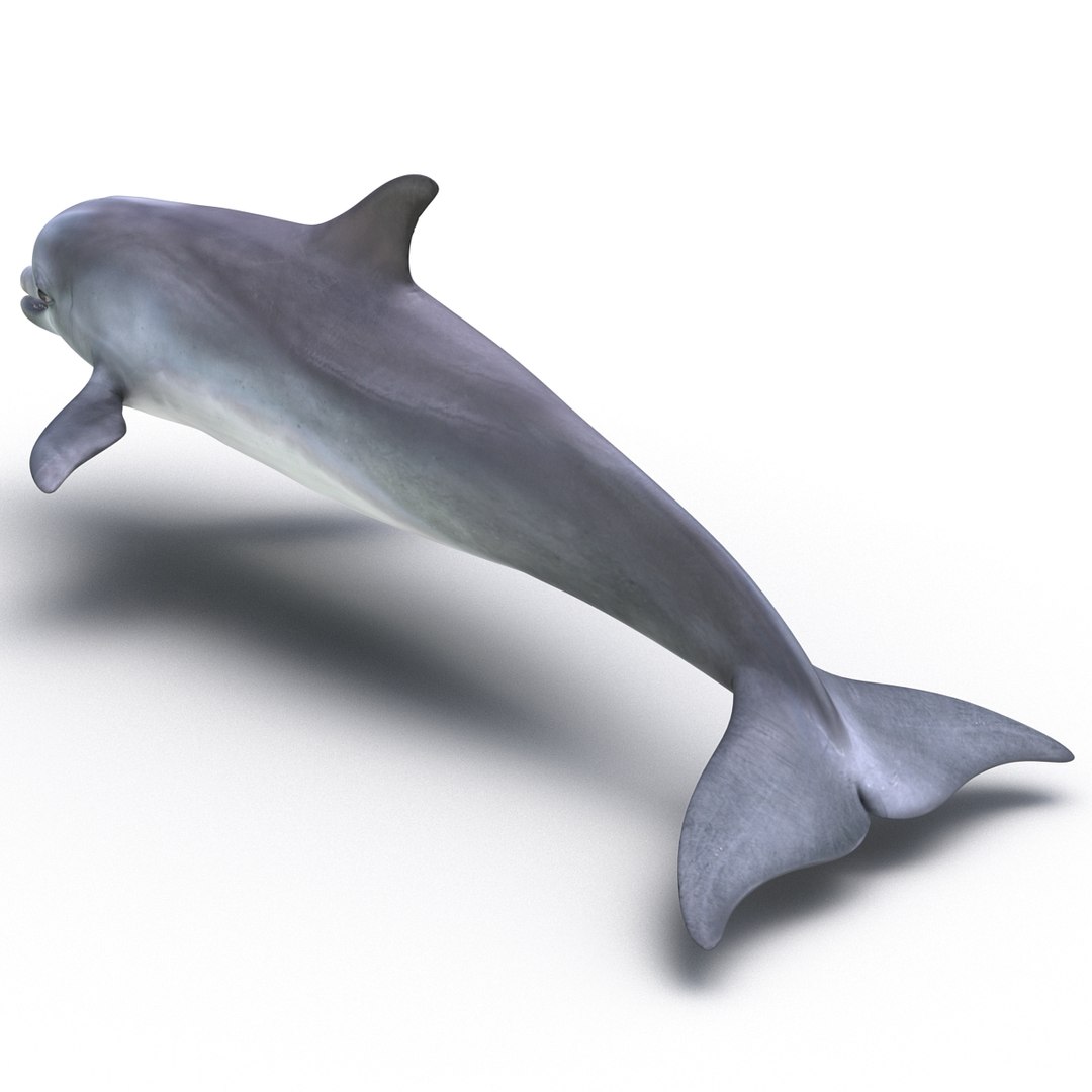 3d dolphin rigged