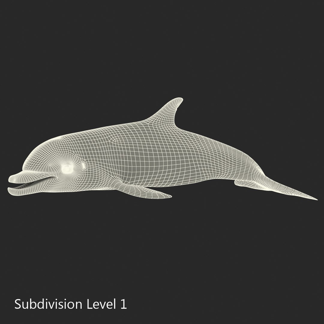 3d dolphin rigged