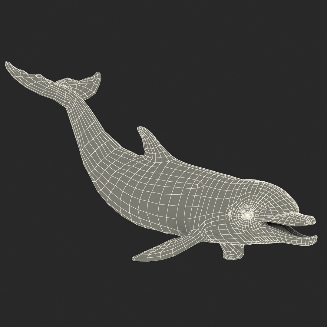 3d dolphin rigged