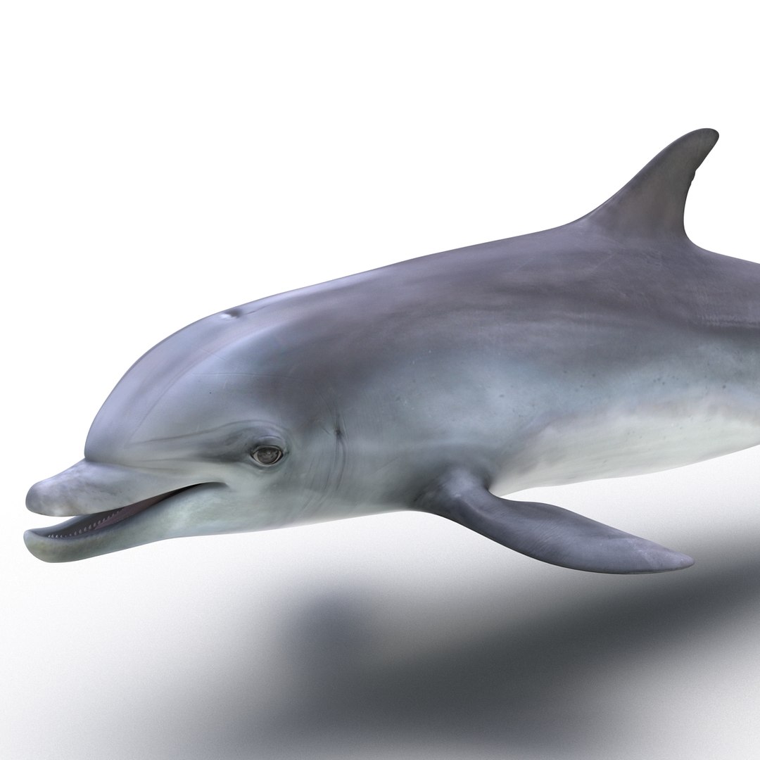 3d dolphin rigged