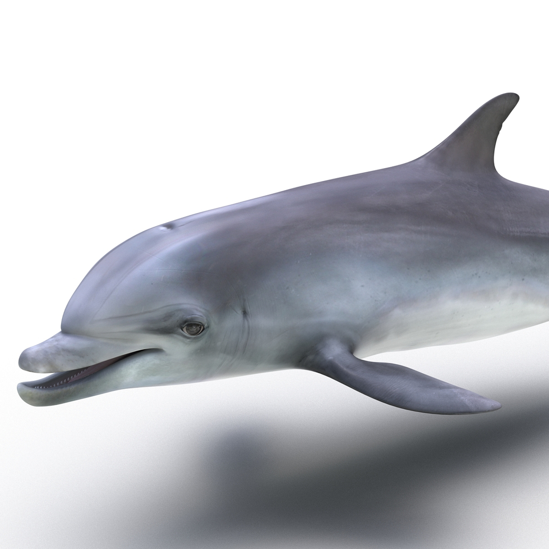3d dolphin rigged