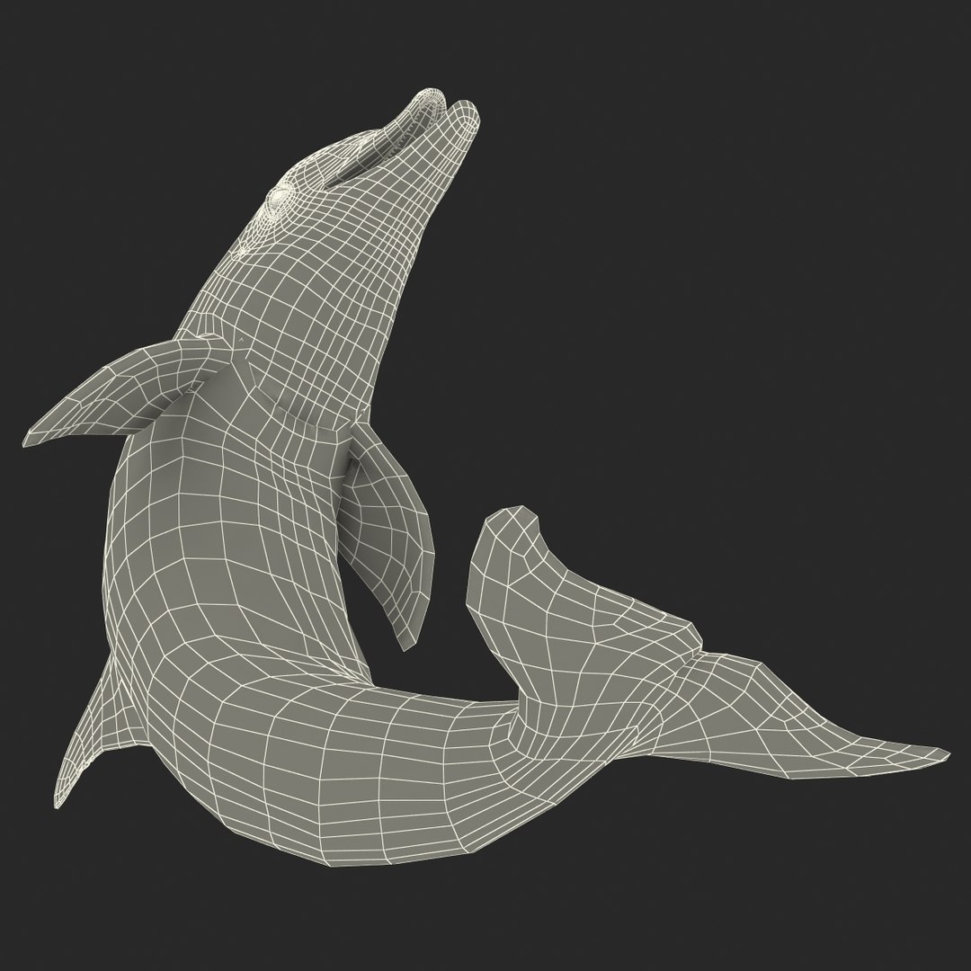 3d dolphin rigged