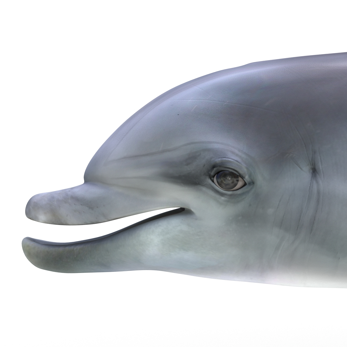 3d dolphin rigged
