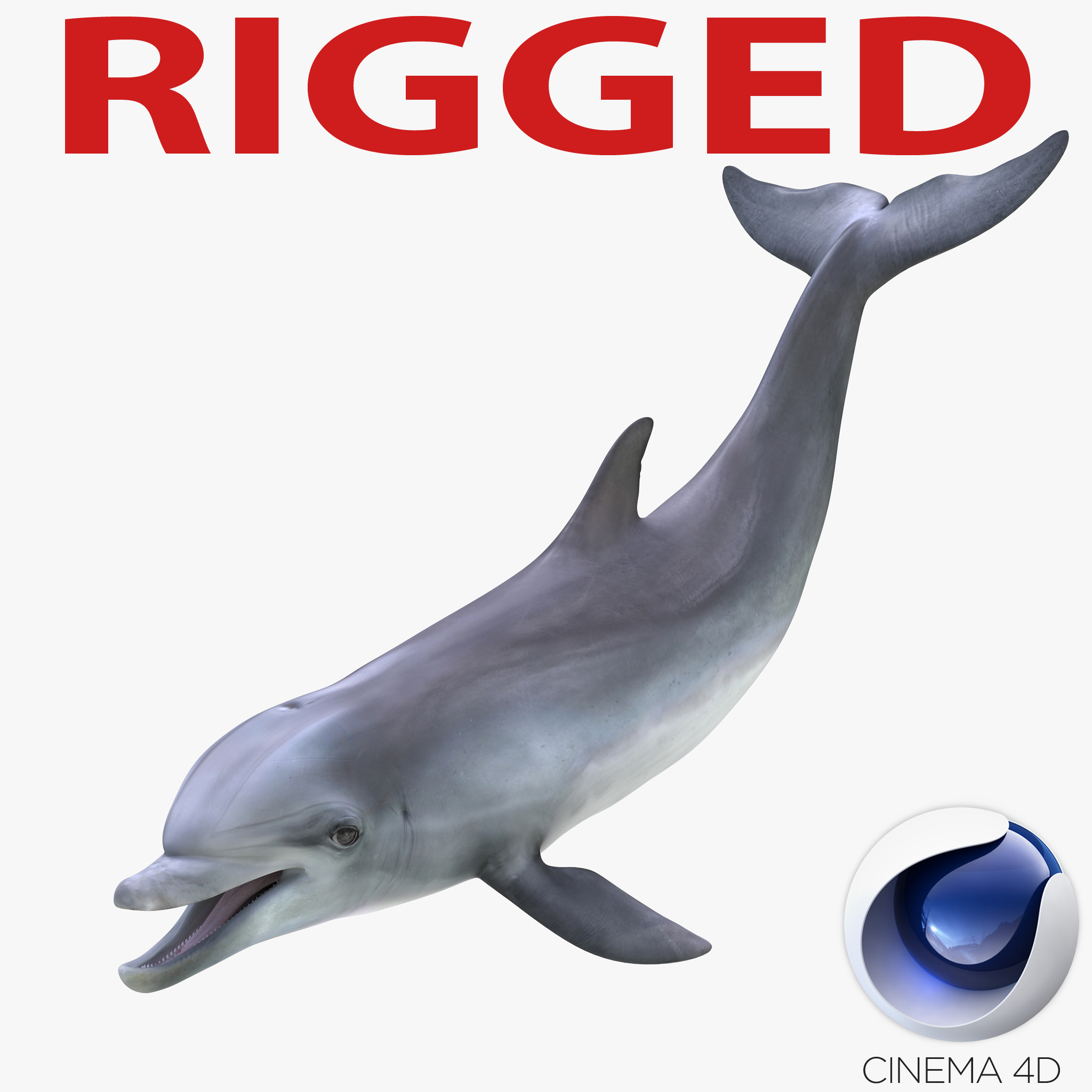 3d dolphin rigged