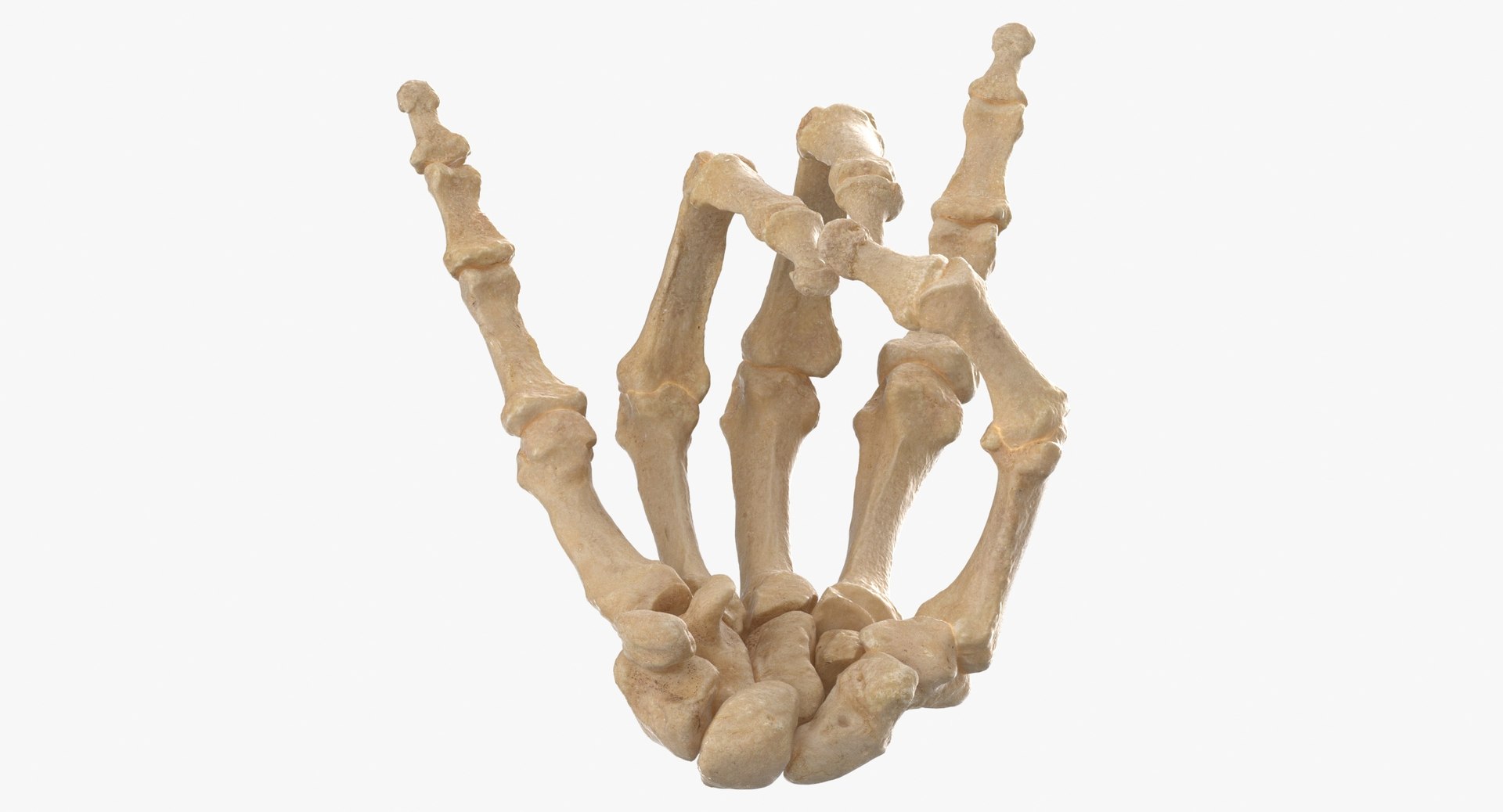 3D human hand bones rock model - TurboSquid 1608852