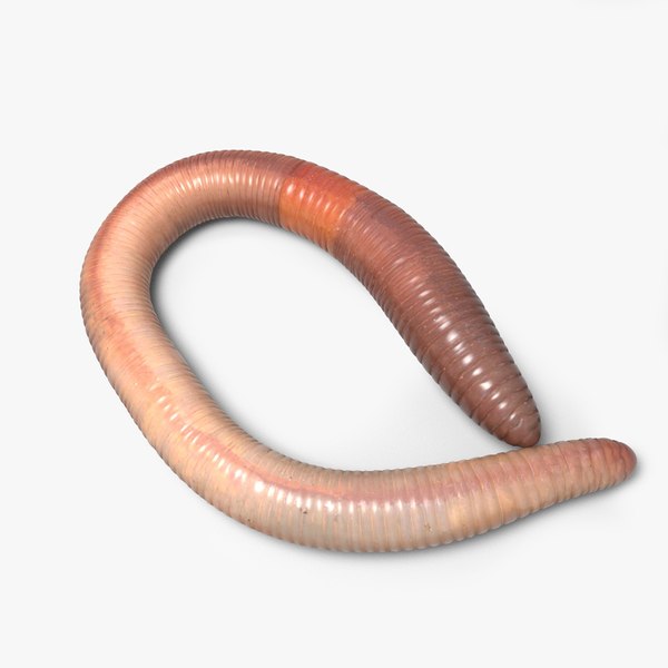 Earthworm 3D model - TurboSquid 1985121