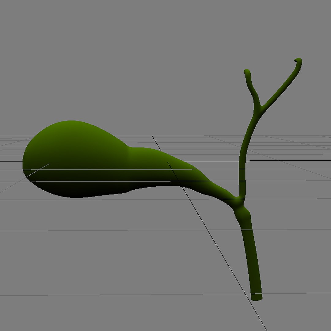 3d Model Gallbladder 2011