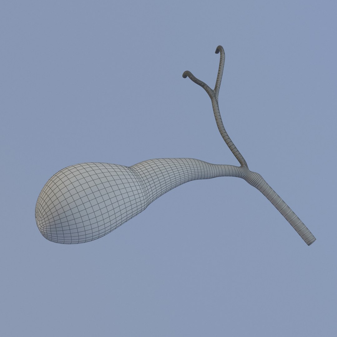 3d Model Gallbladder 2011