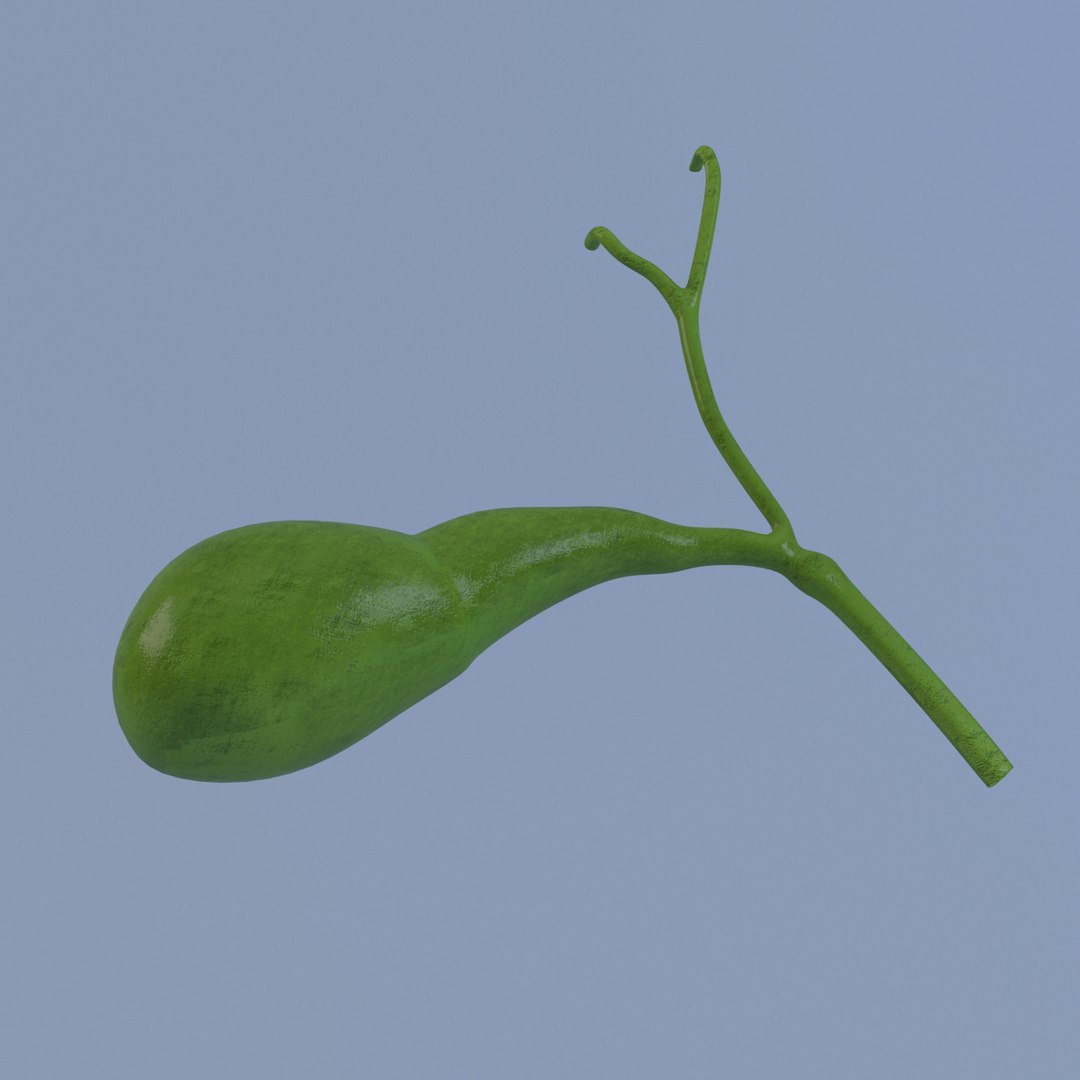 3d Model Gallbladder 2011