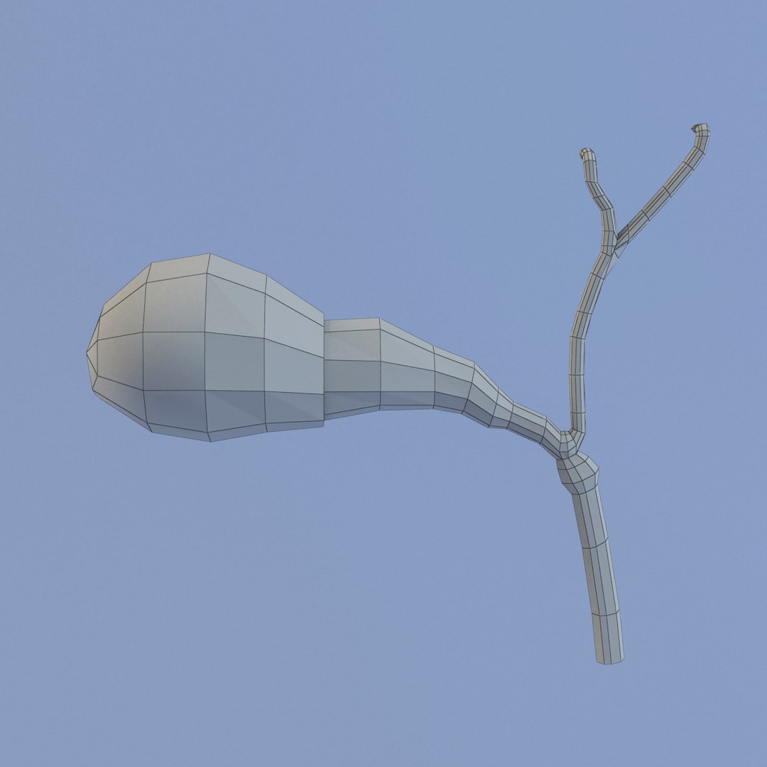 3d Model Gallbladder 2011