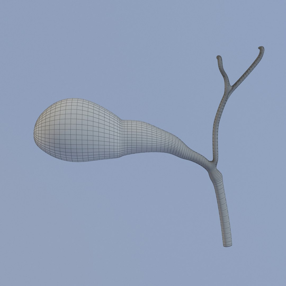 3d Model Gallbladder 2011