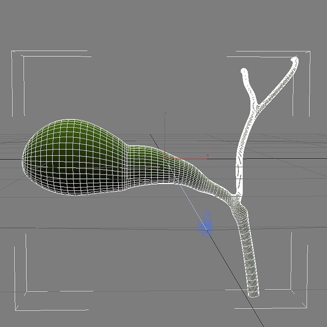 3d Model Gallbladder 2011