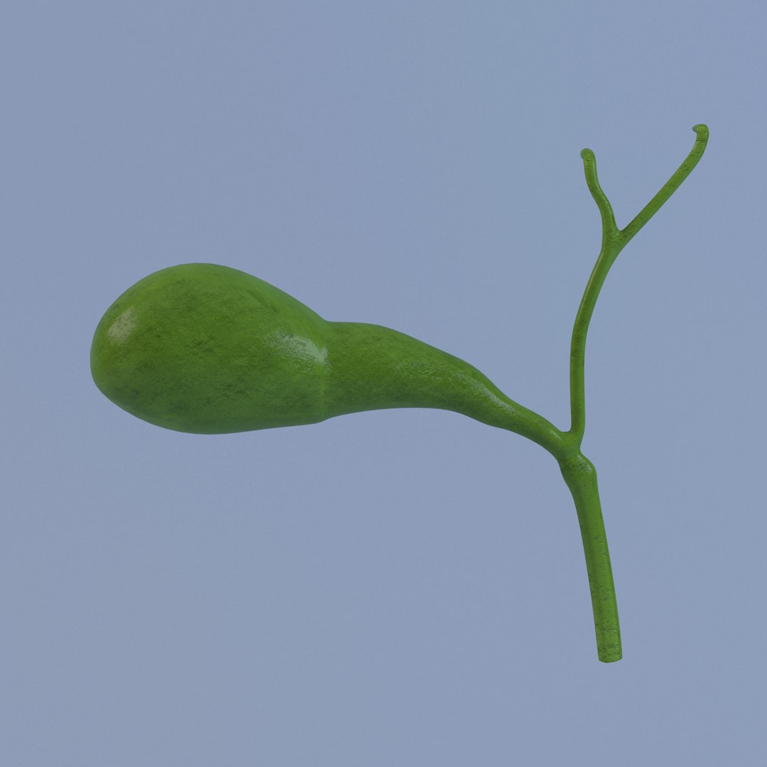 3d Model Gallbladder 2011
