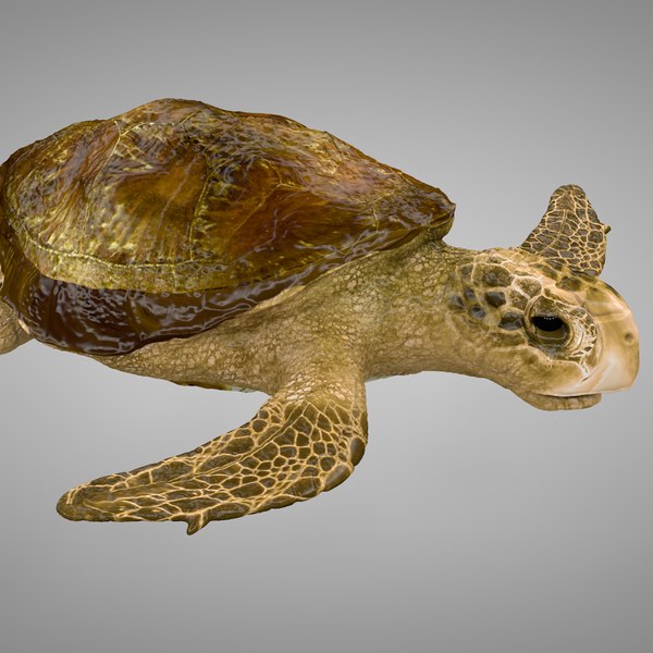 Sea Turtle 3D Models for Download | TurboSquid