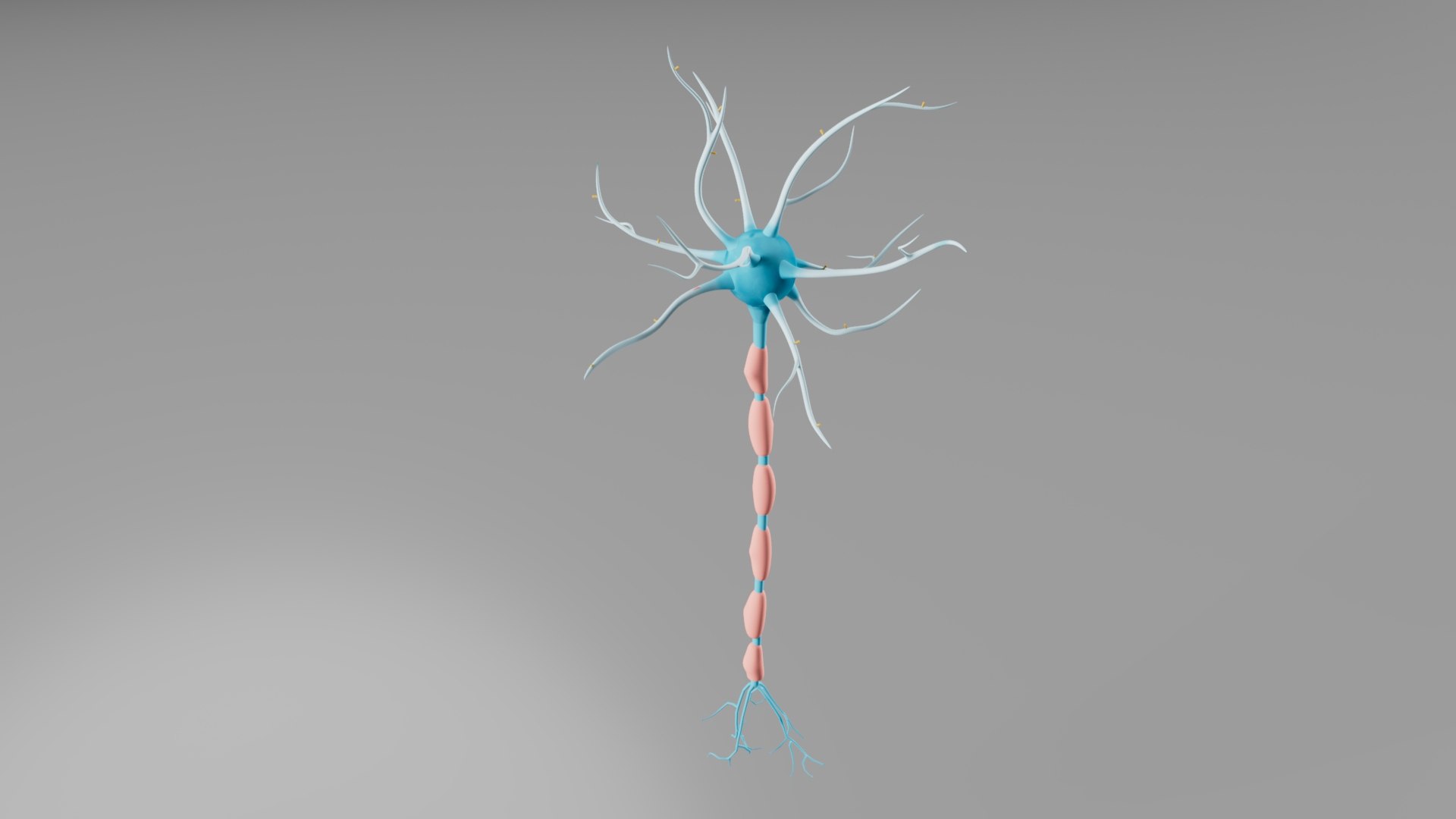 Neuron 3D Model - TurboSquid 2021757