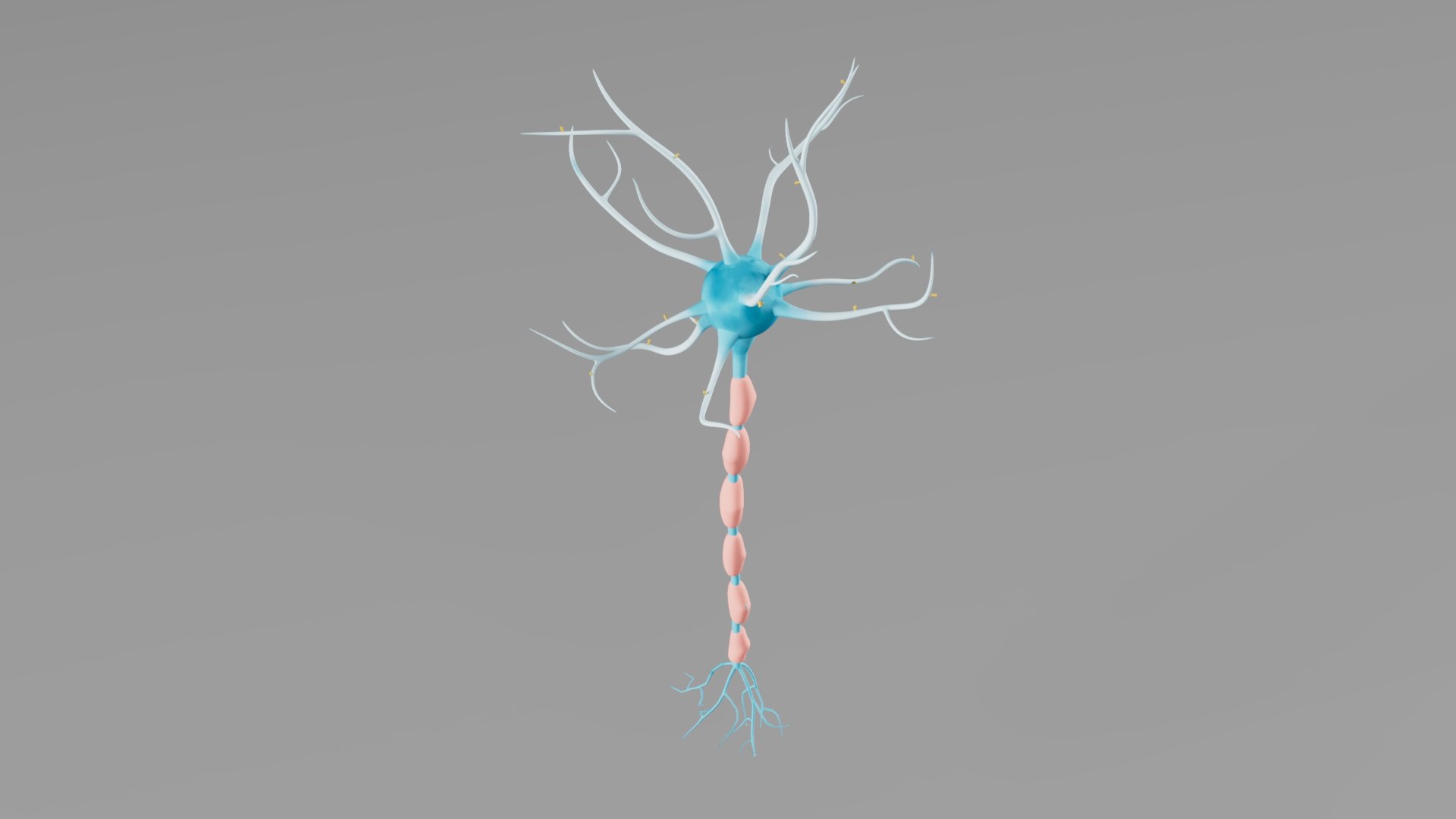 Neuron 3D Model - TurboSquid 2021757