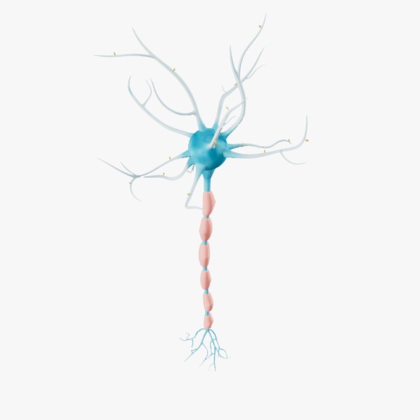 modelo 3d Neuron - TurboSquid 2021757