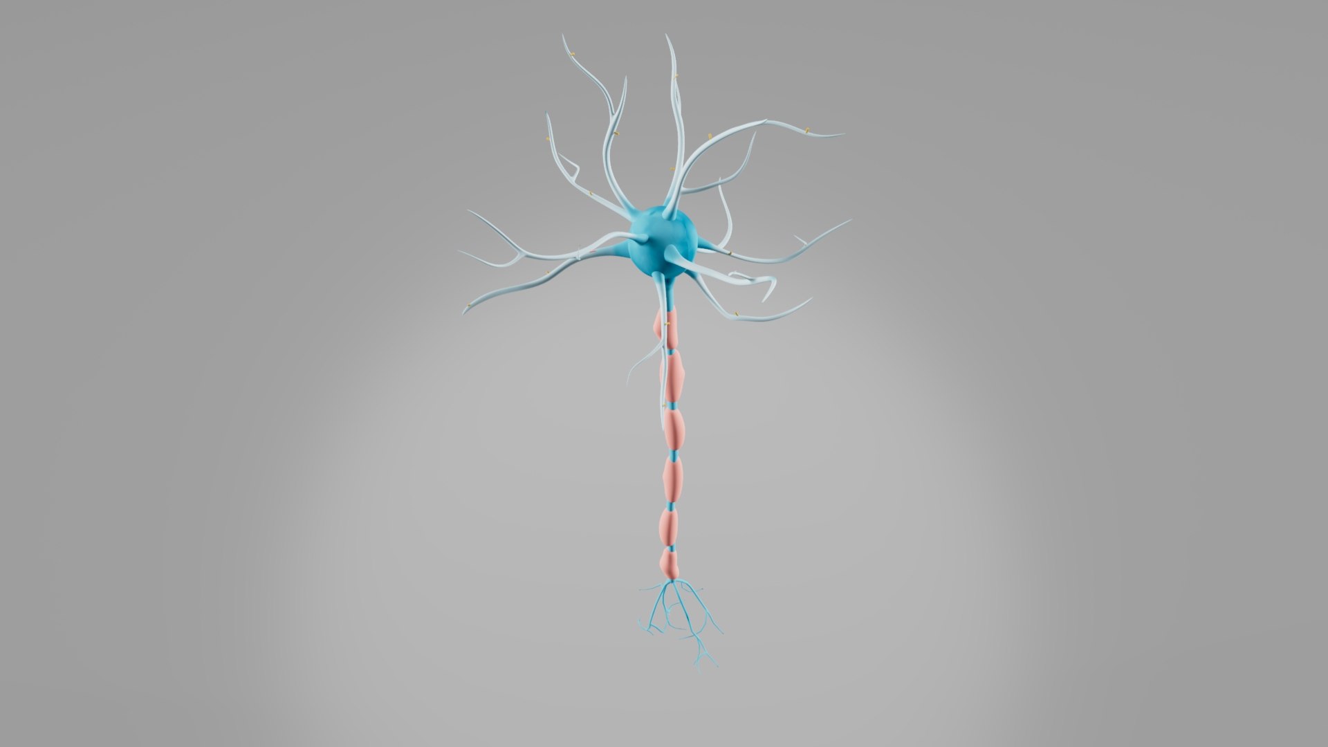 Neuron 3D Model - TurboSquid 2021757