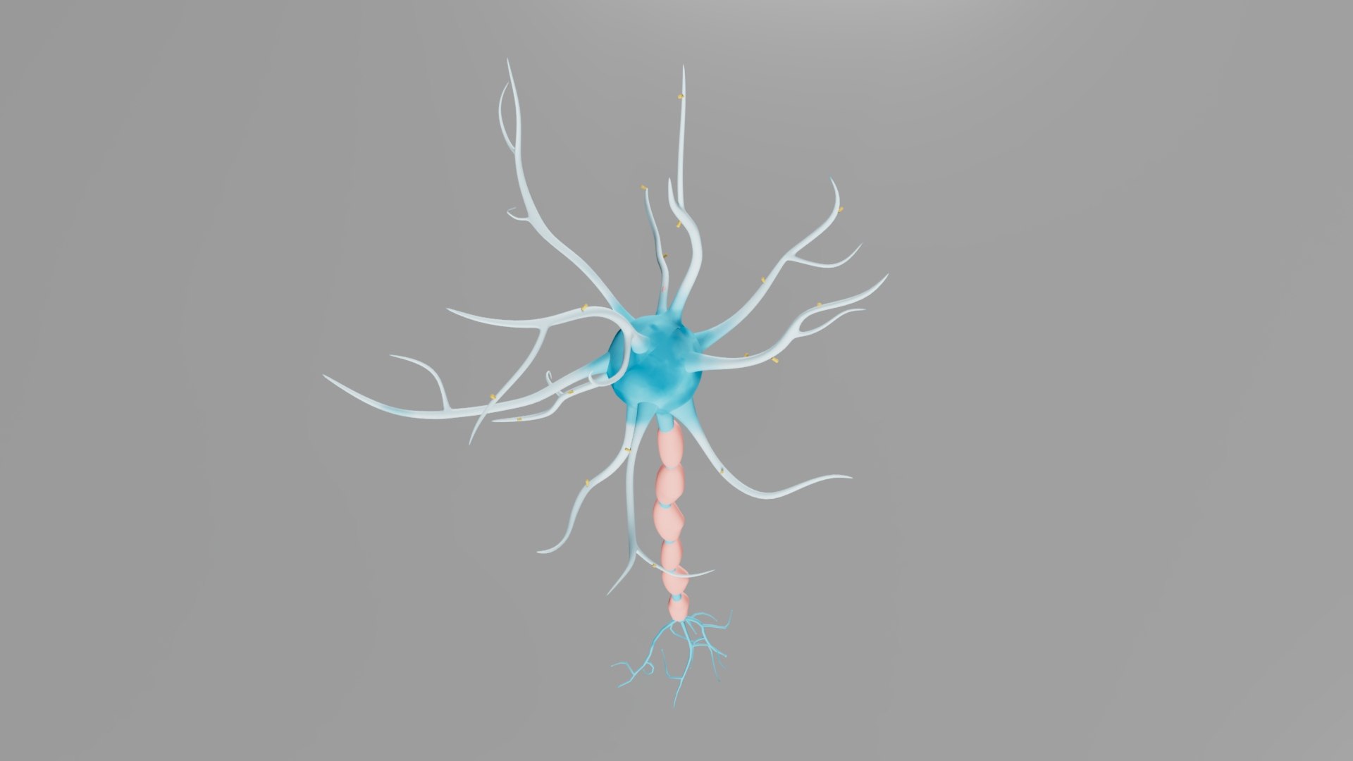 Neuron 3D Model - TurboSquid 2021757