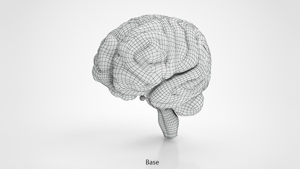 3D Full Brain Anatomy model - TurboSquid 1790119