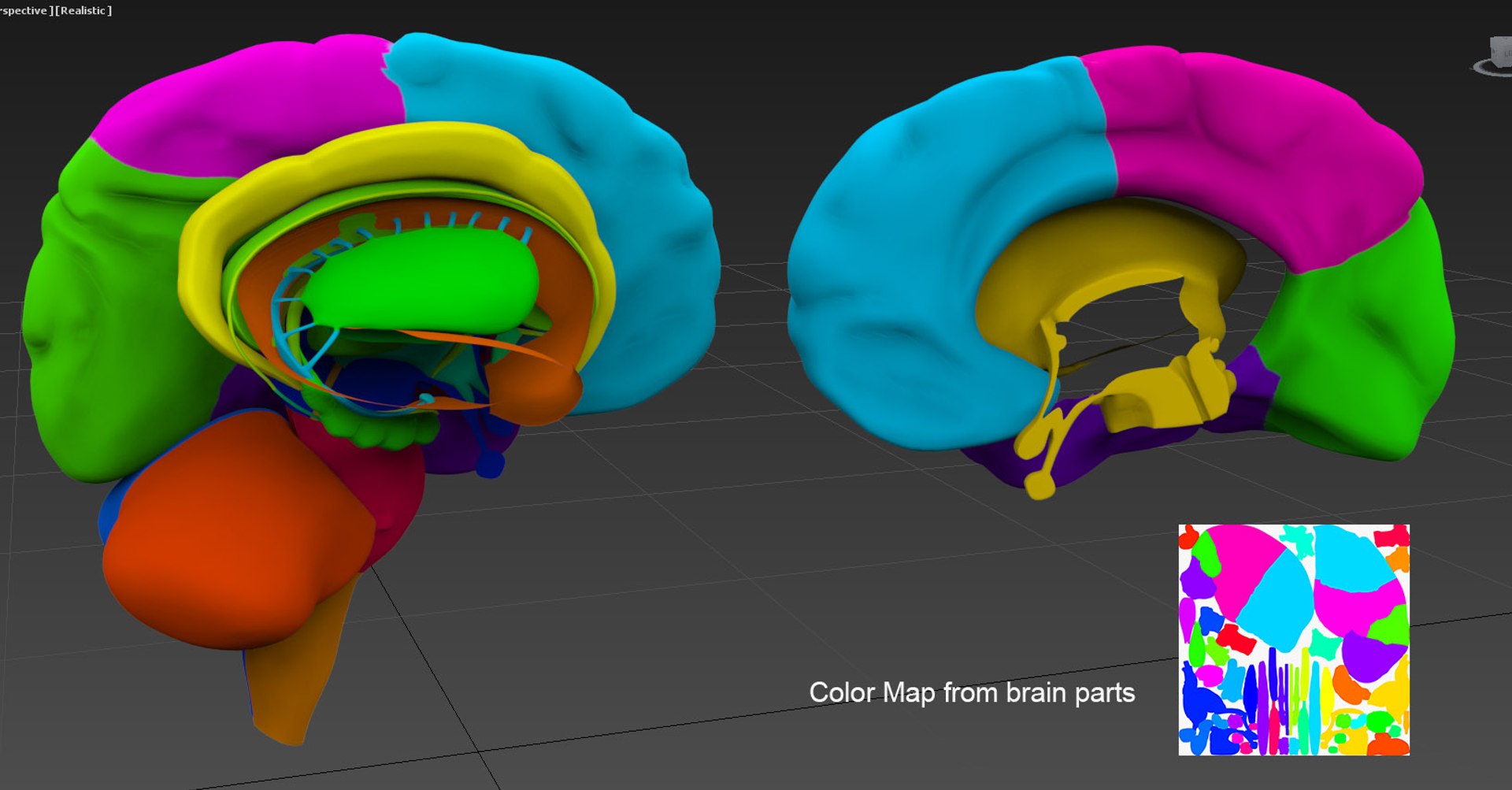 3D Full Brain Anatomy Model - TurboSquid 1790119
