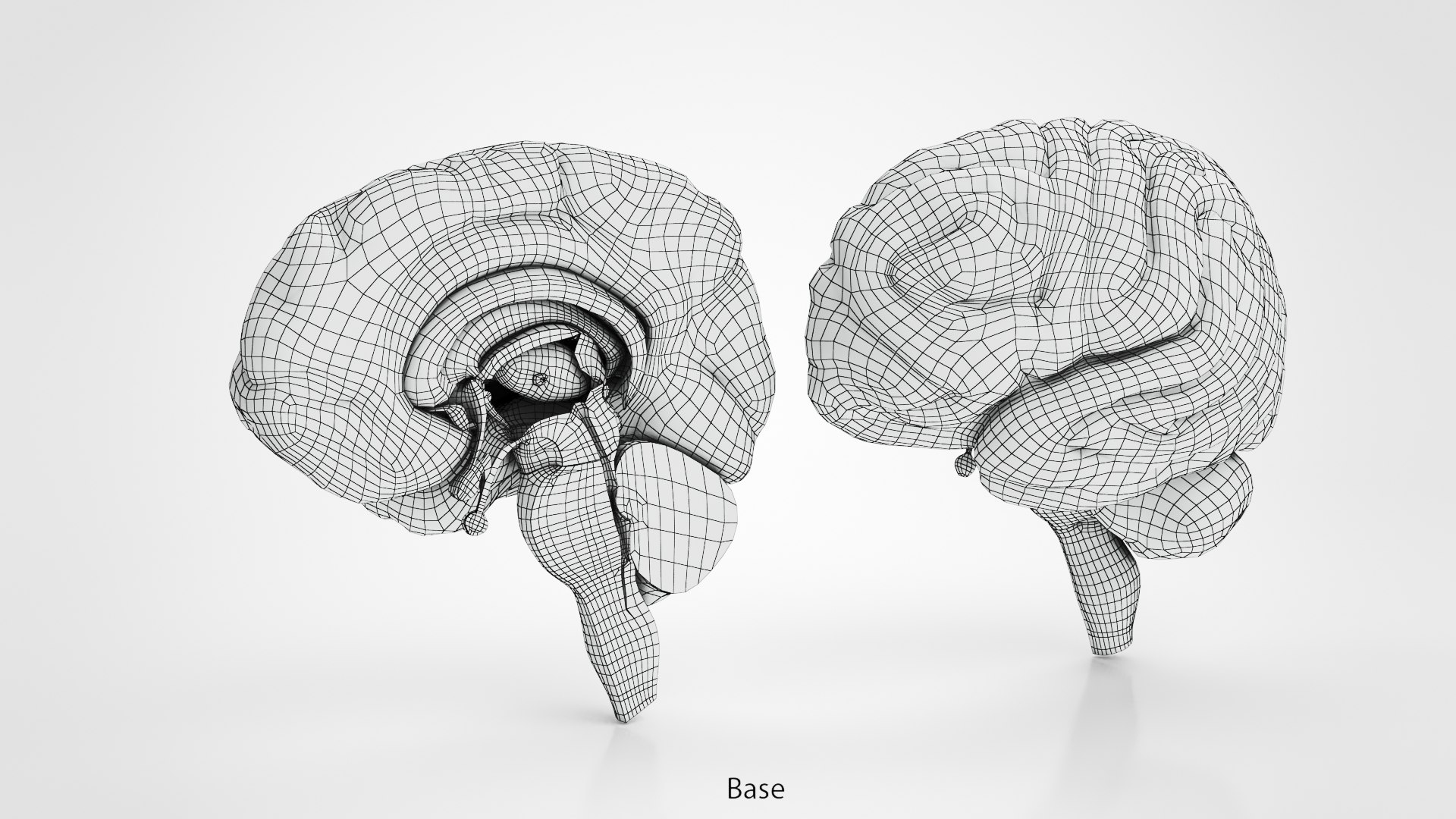 3D Full Brain Anatomy Model - TurboSquid 1790119