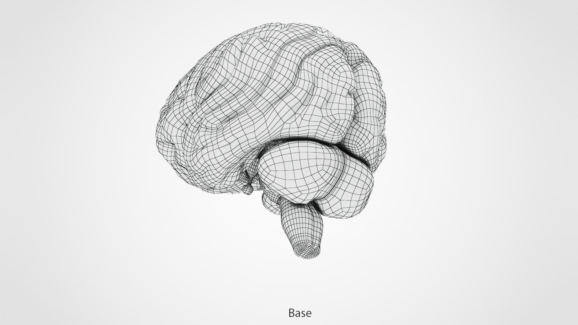 3D Full Brain Anatomy Model - TurboSquid 1790119