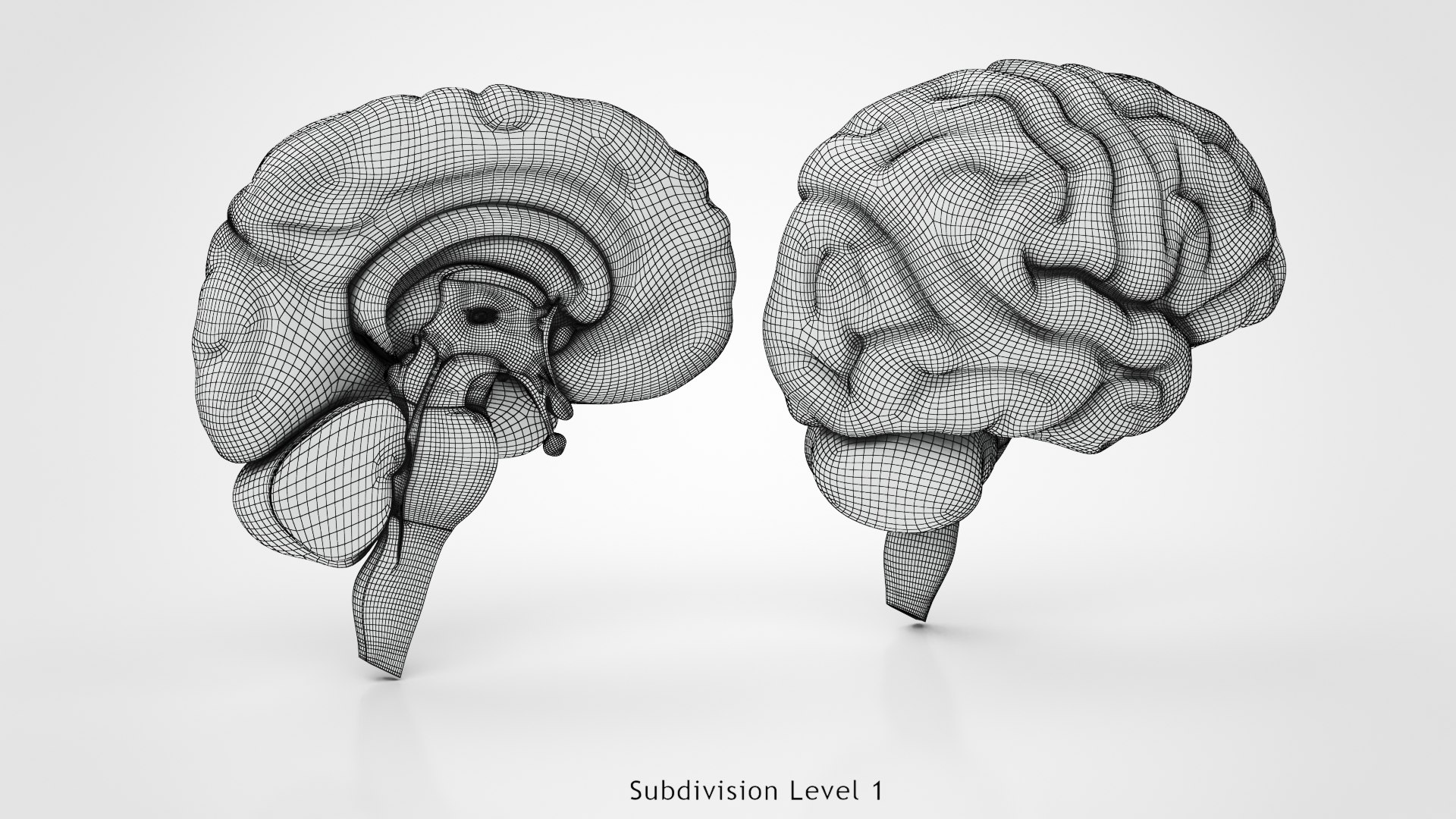 3D Full Brain Anatomy Model - TurboSquid 1790119