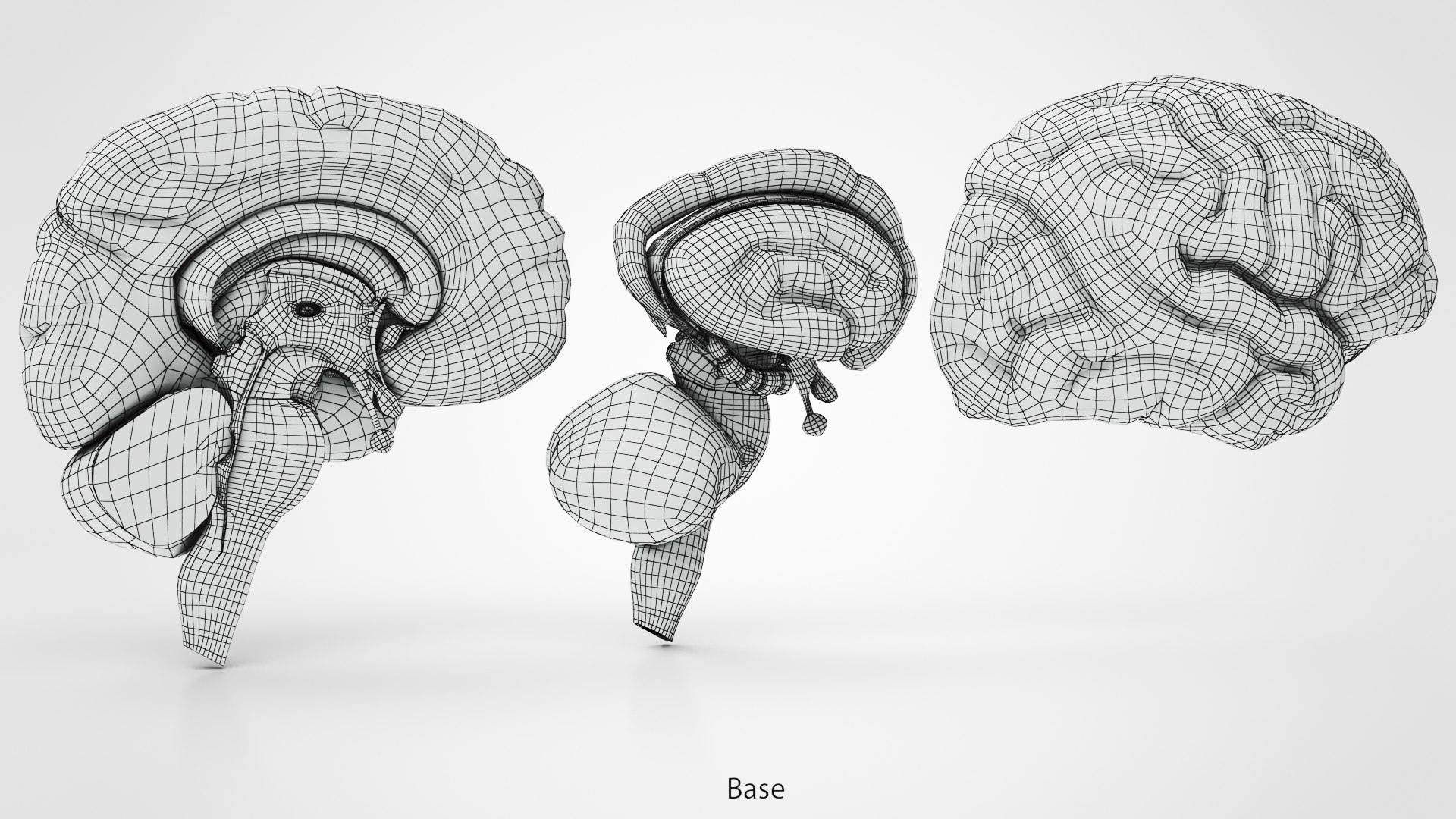 3D Full Brain Anatomy Model - TurboSquid 1790119
