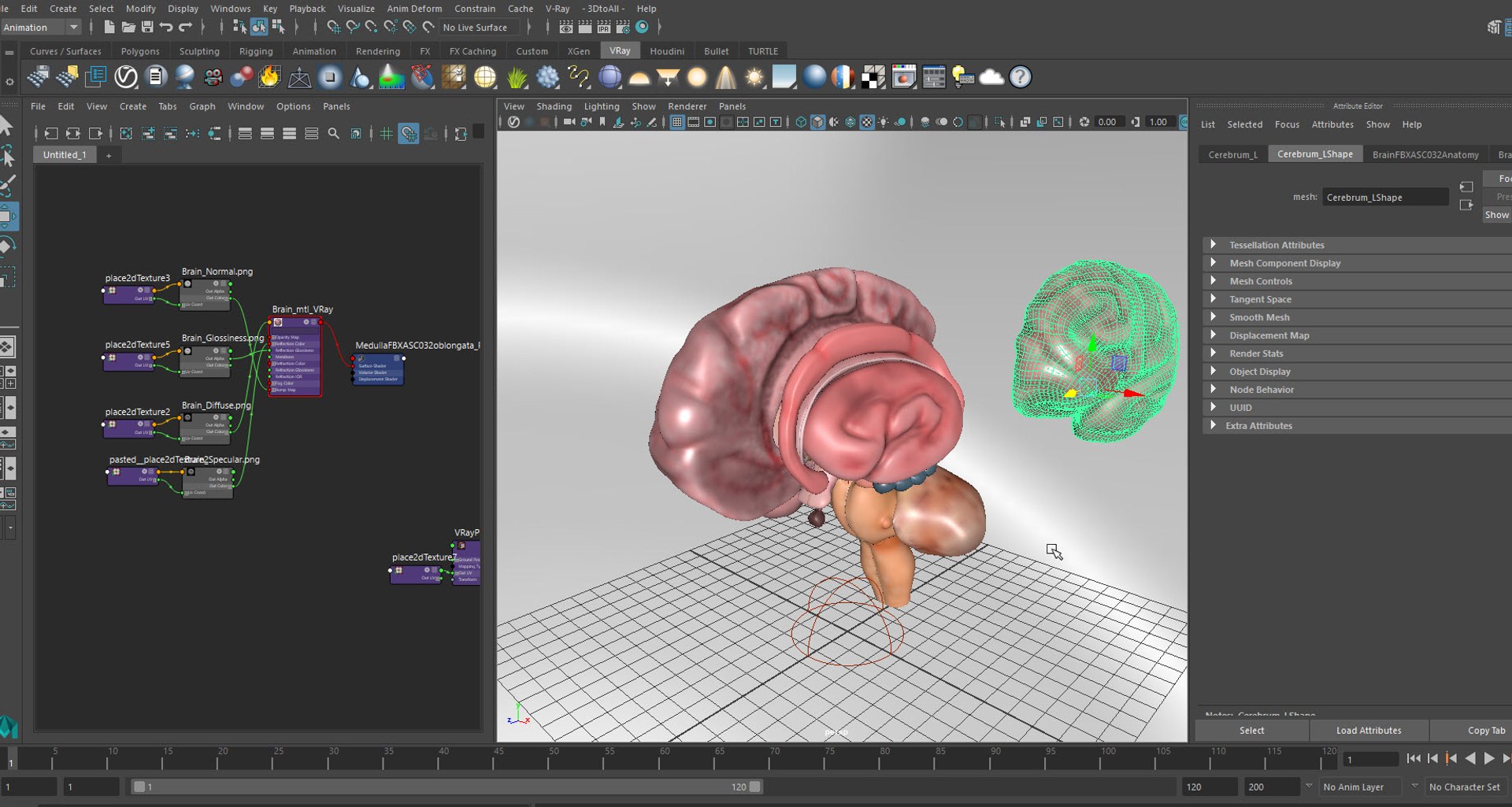 3D Full Brain Anatomy Model - TurboSquid 1790119