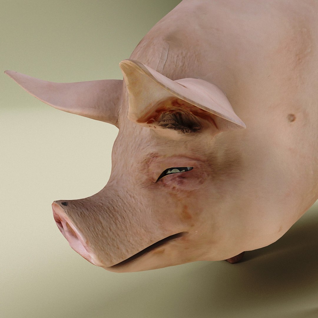 3d Model Of Pig Modelled
