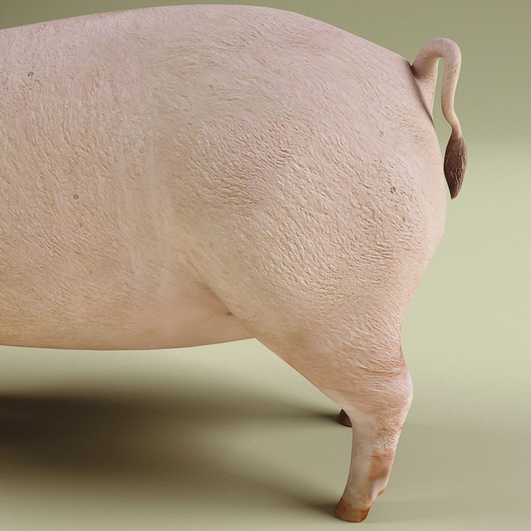 3d Model Of Pig Modelled