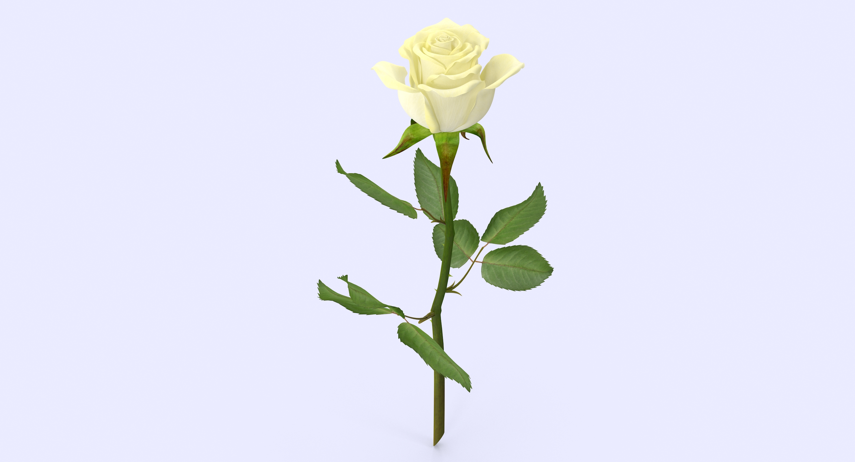 rose flowers 3d model