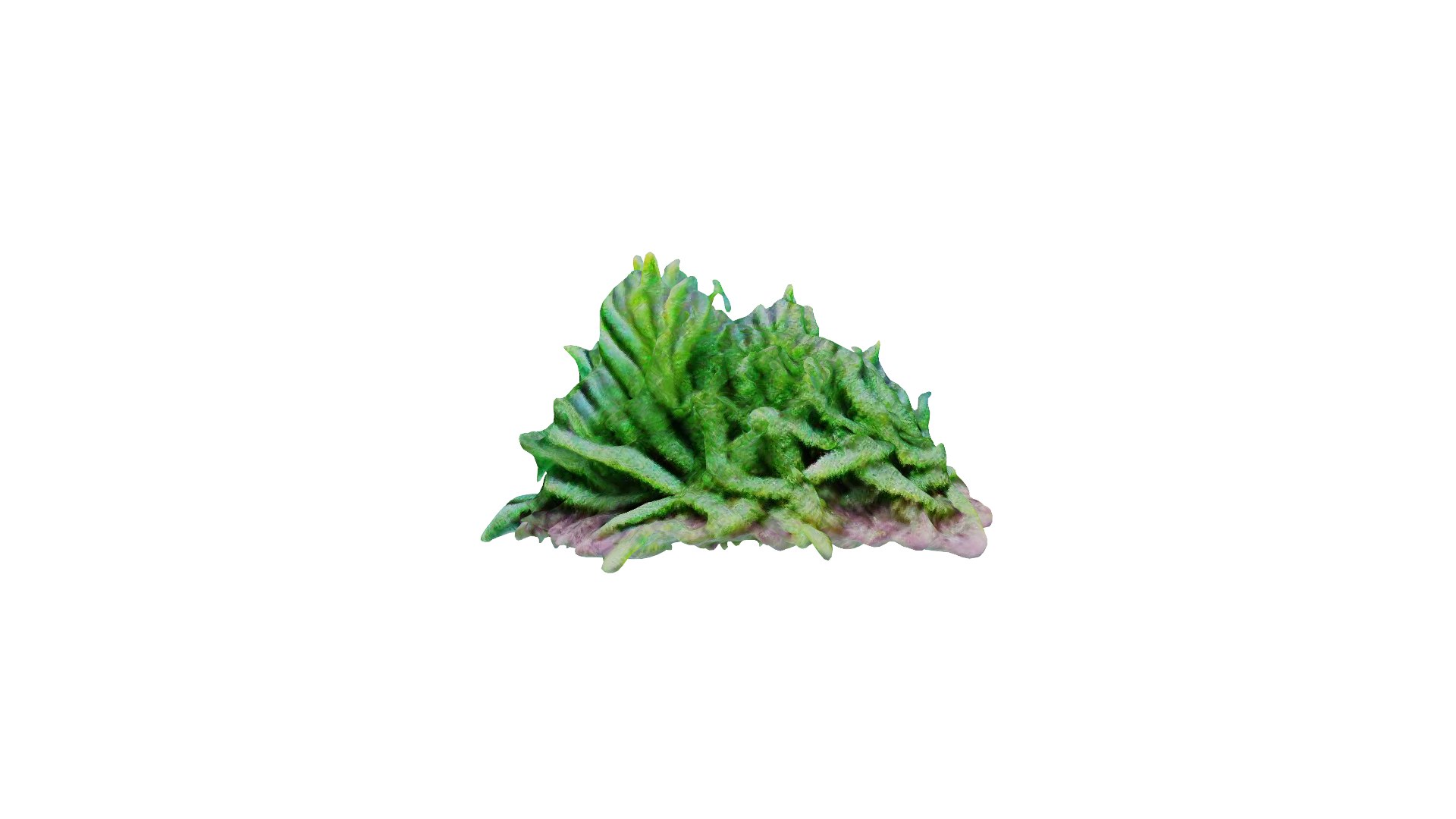 Seaweed Model Model - TurboSquid 2221420