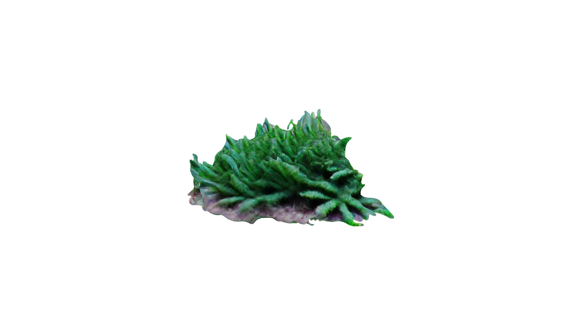 Seaweed Model Model - TurboSquid 2221420