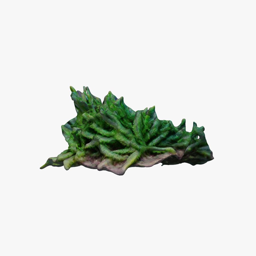 Seaweed Model Model - TurboSquid 2221420
