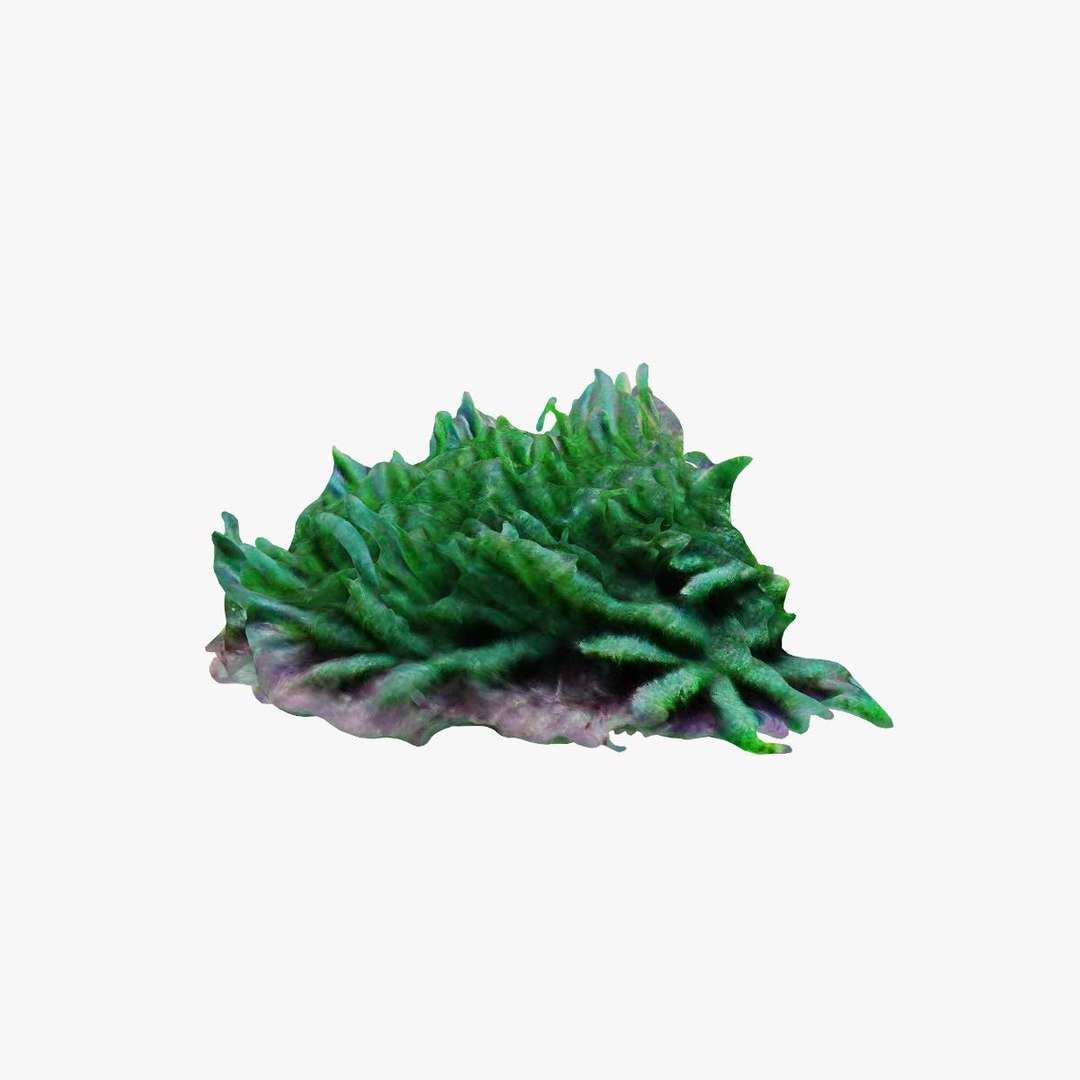Seaweed Model Model - TurboSquid 2221420