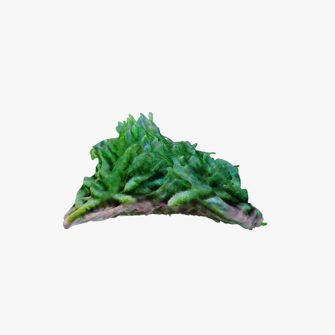 Seaweed Model Model - TurboSquid 2221420