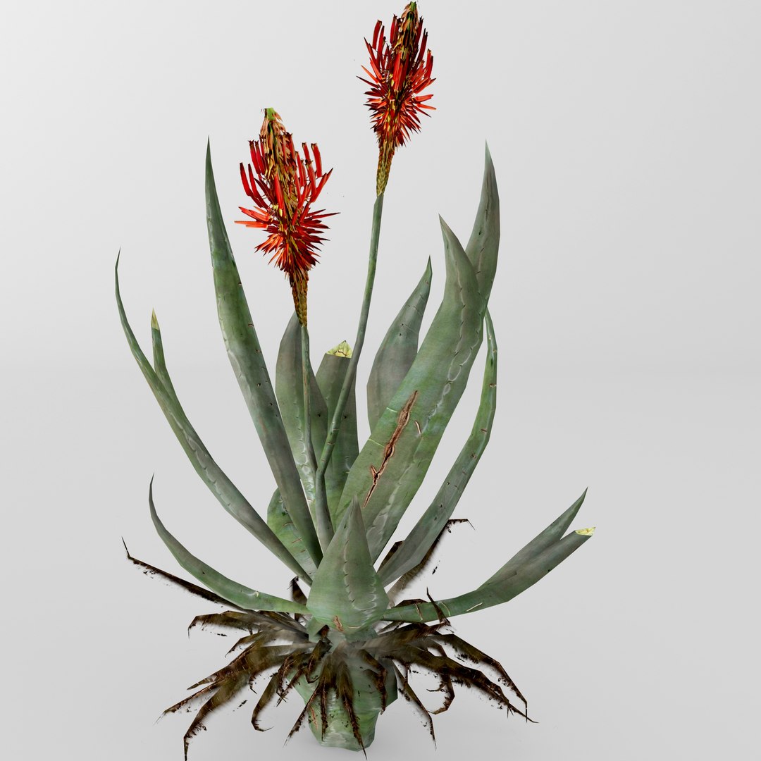 3D Model Aloe Vera - TurboSquid 1343897