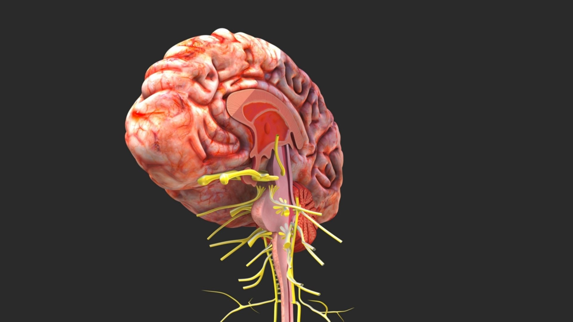 3D Central Nervous - TurboSquid 1261507