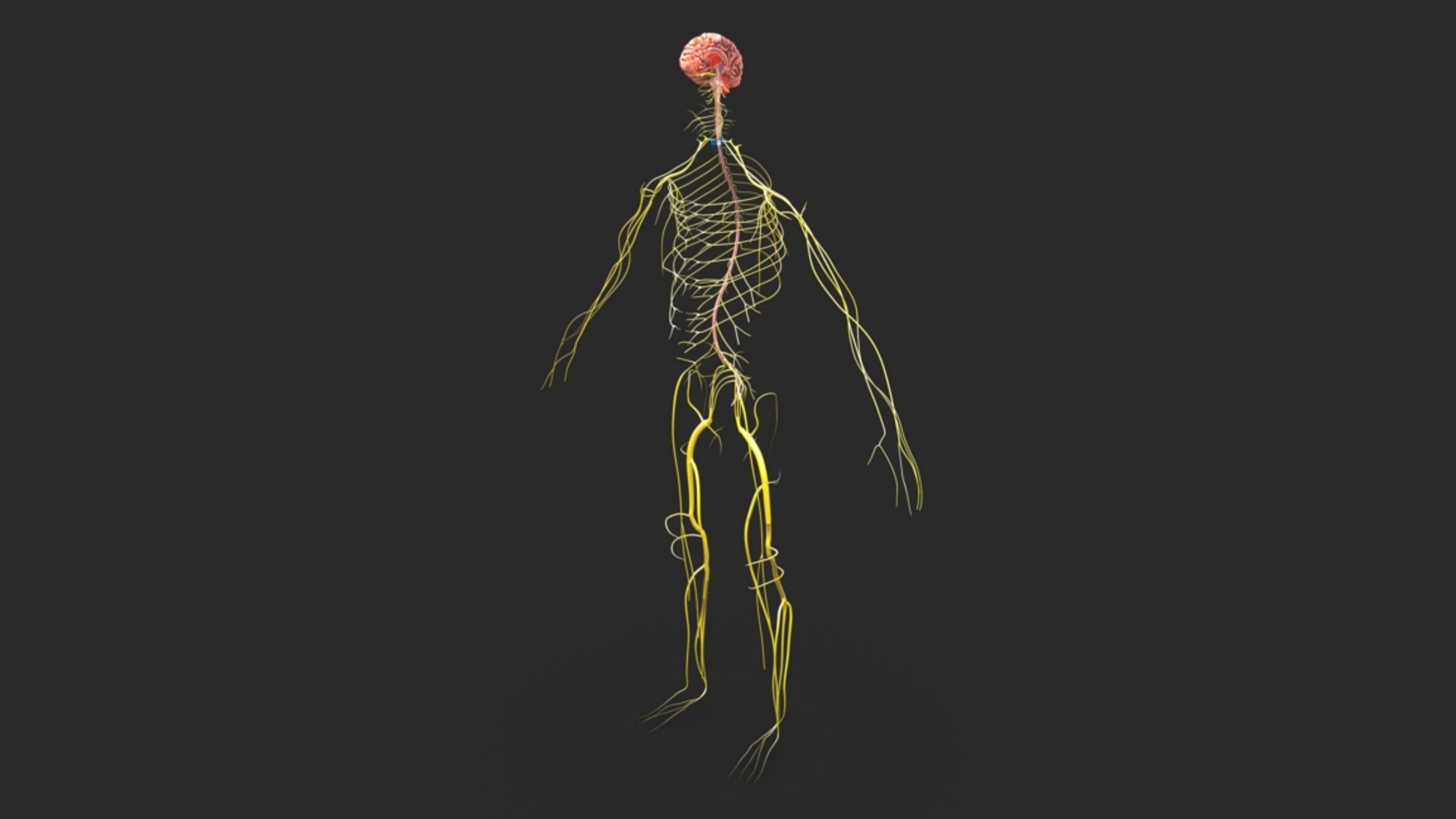 3D Central Nervous - TurboSquid 1261507