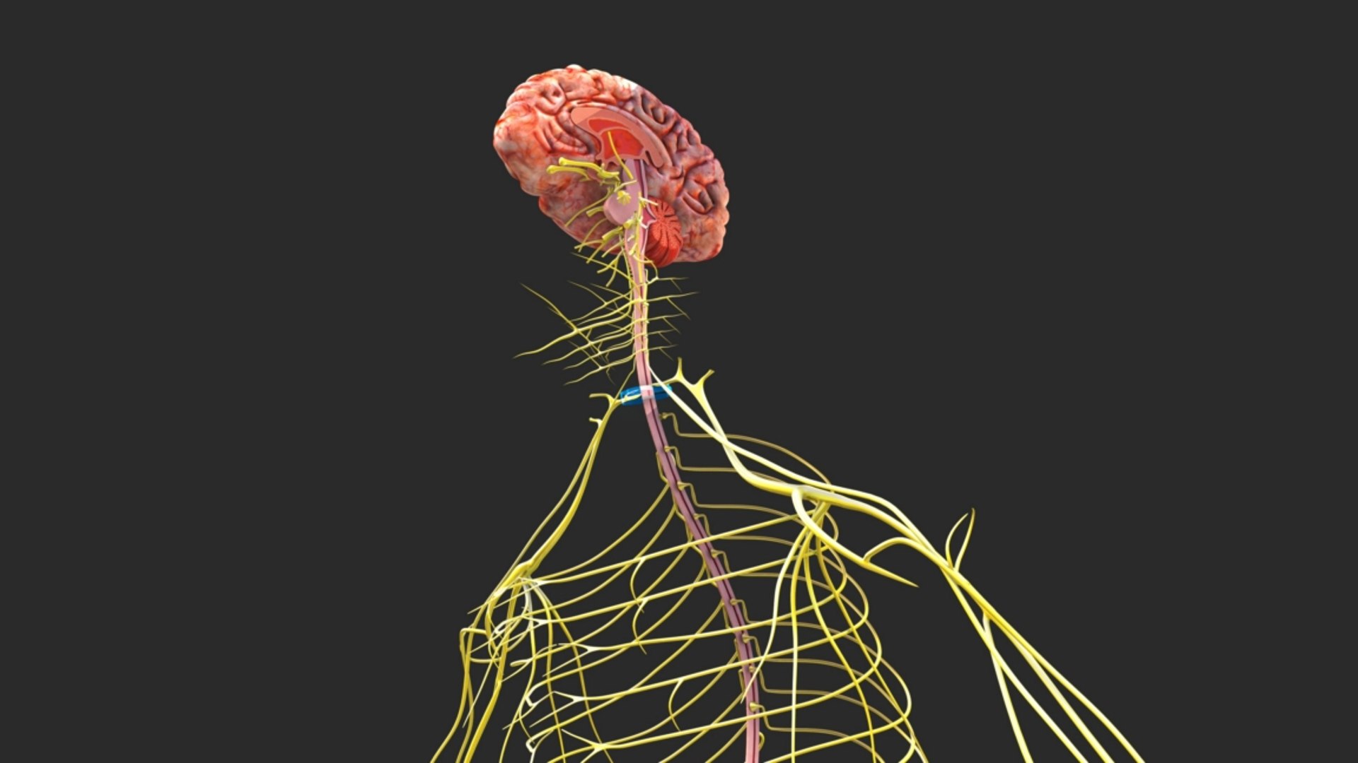 3D Central Nervous - TurboSquid 1261507