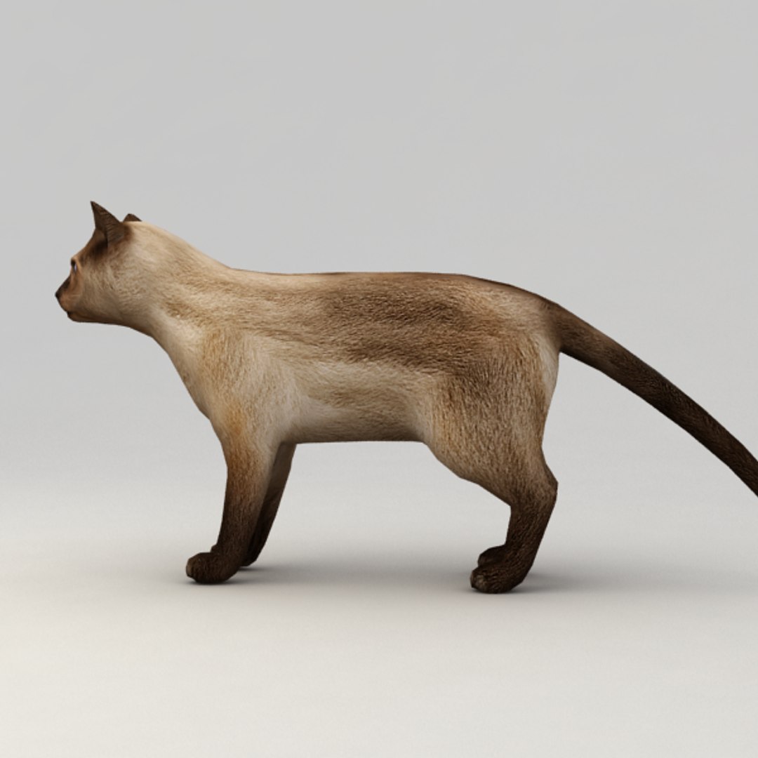 rigged siamese cat 3d model