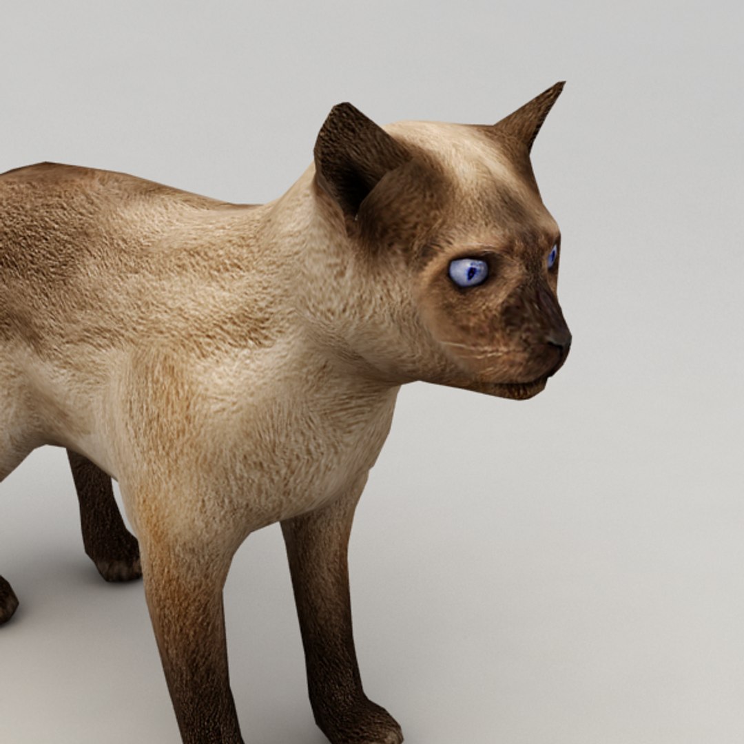 rigged siamese cat 3d model