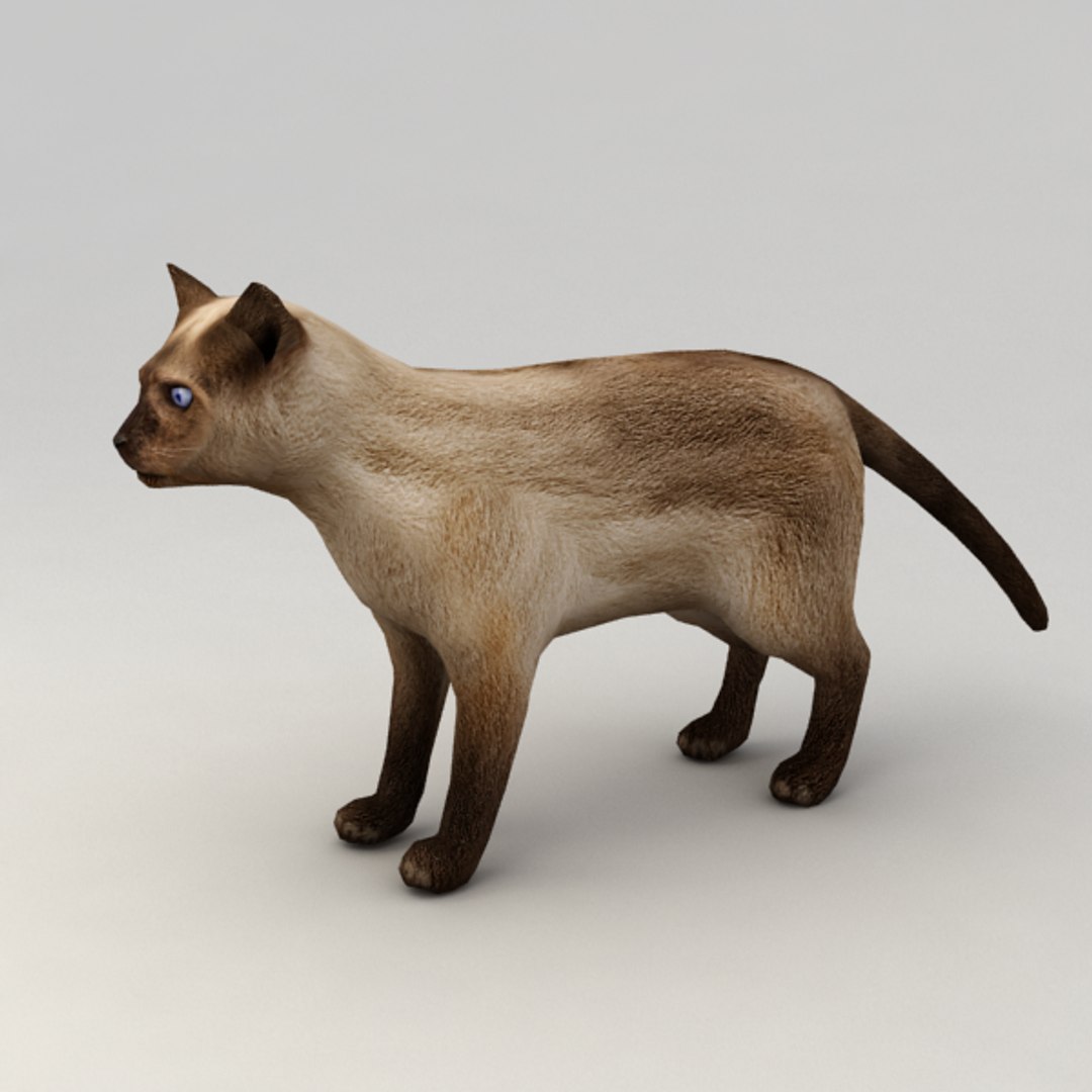 rigged siamese cat 3d model