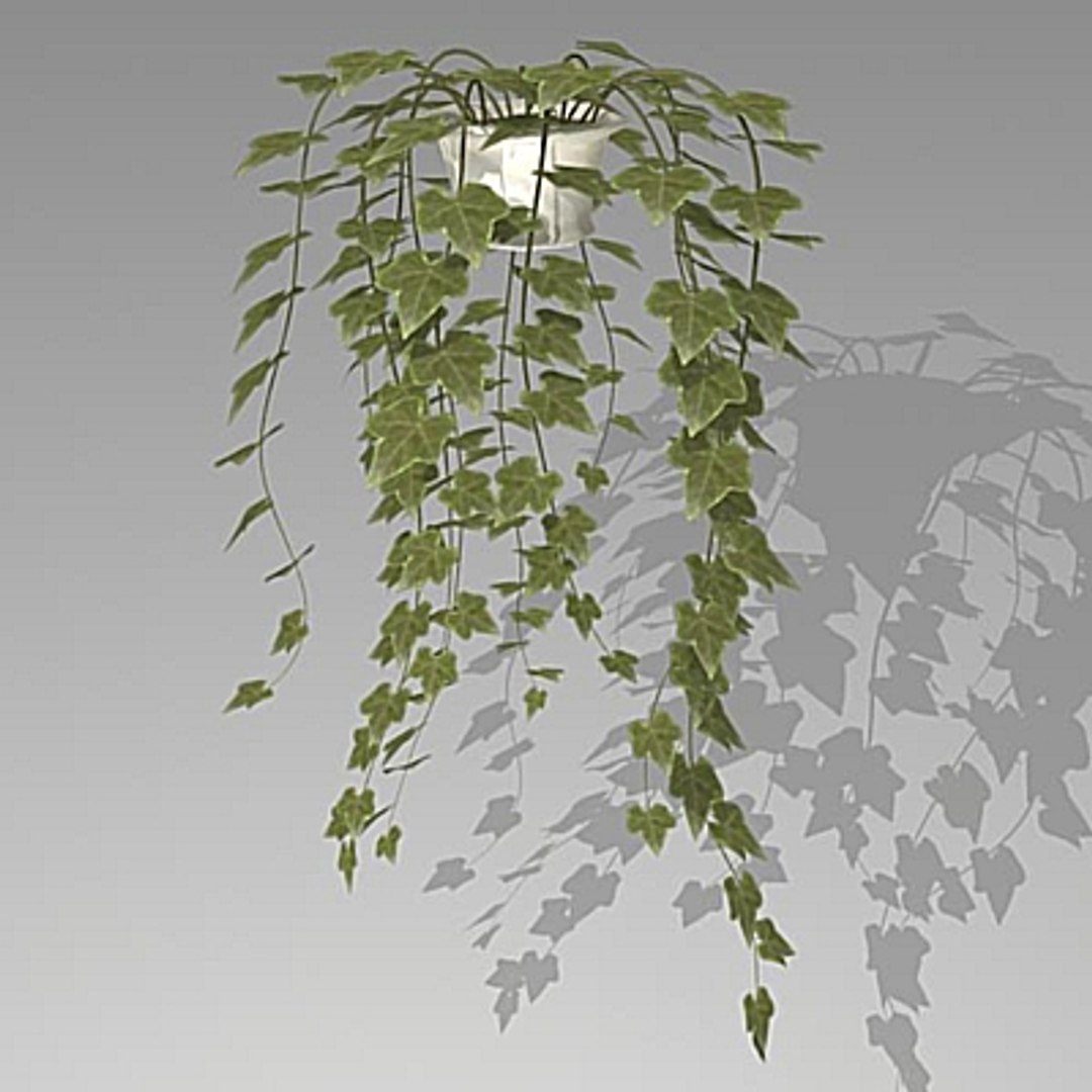Ivy 3d Model