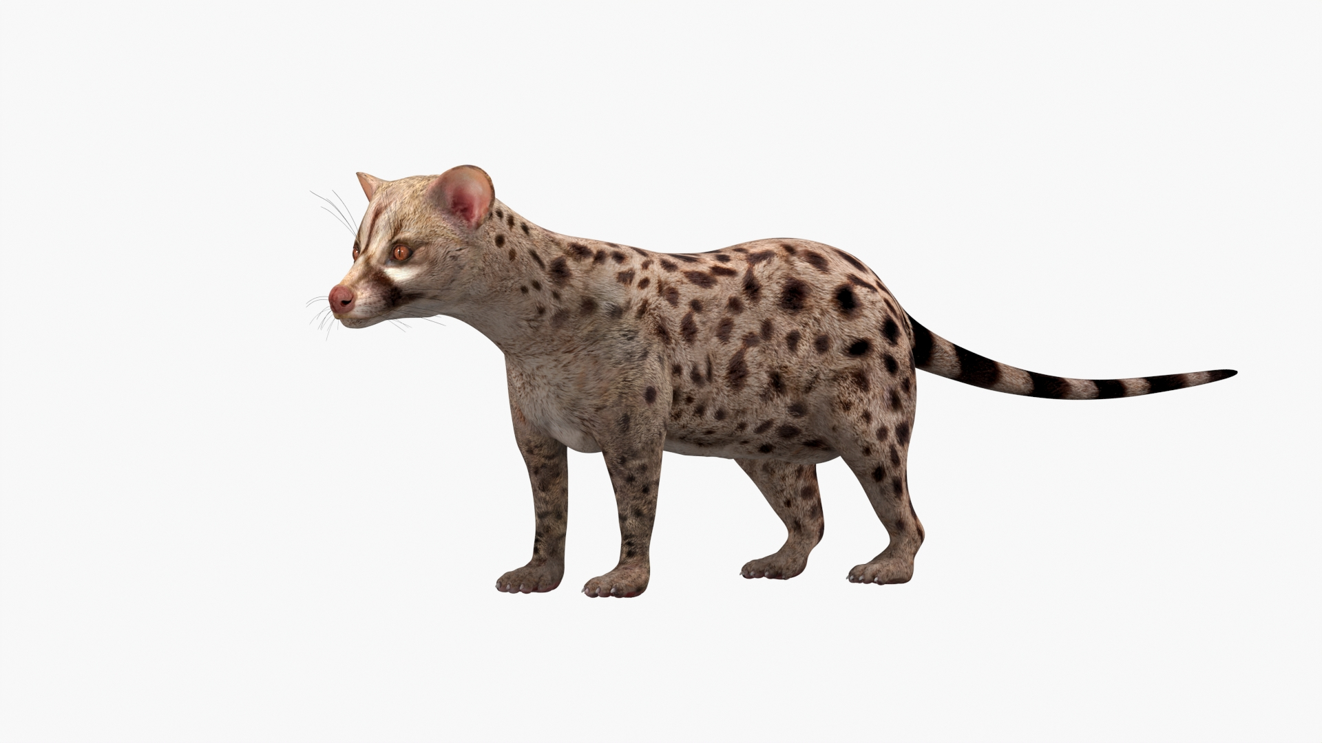 3D Model Asian Palm Civet Musang Spotted Coat Brown - TurboSquid 2465664