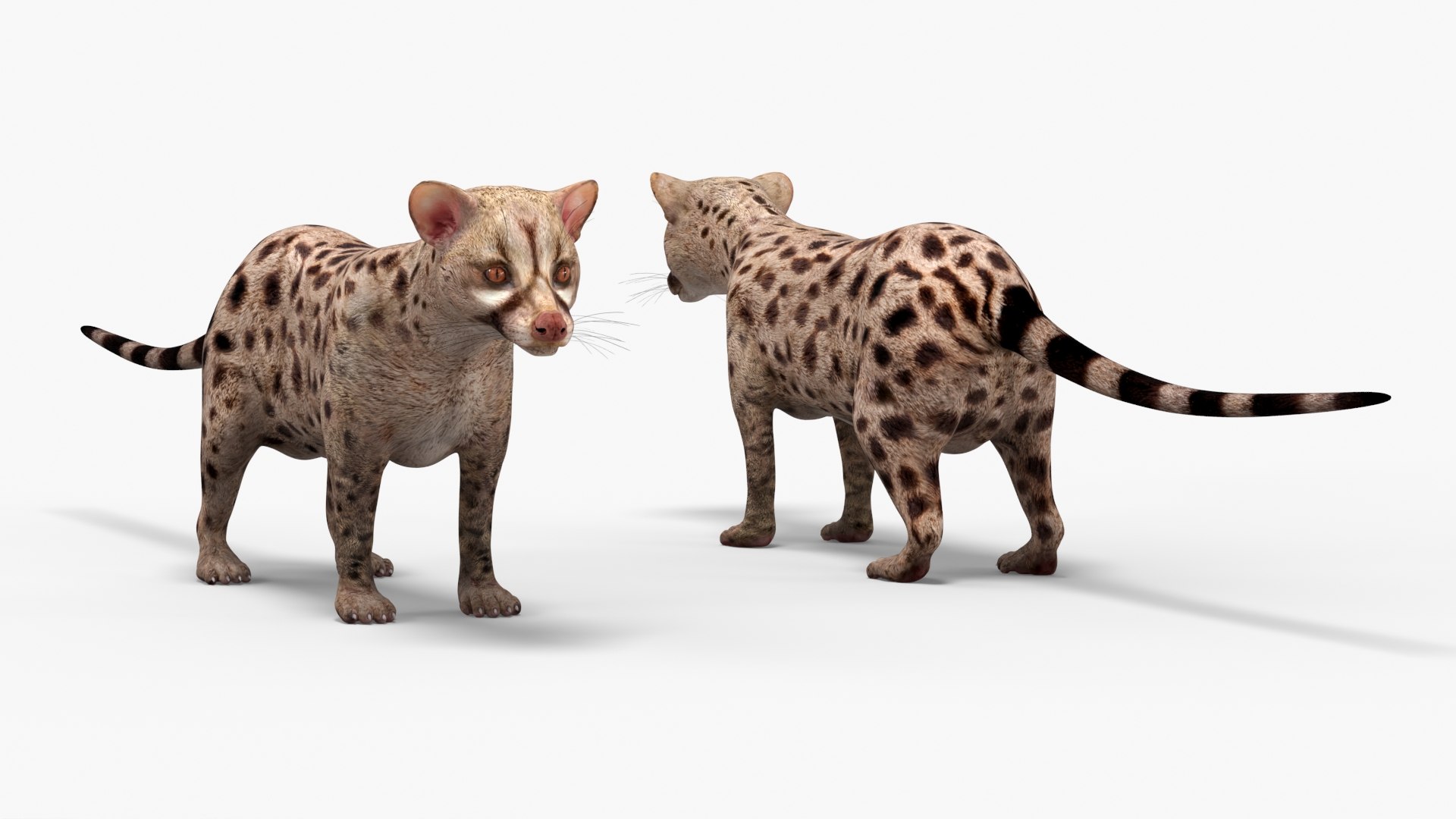 3D Model Asian Palm Civet Musang Spotted Coat Brown - TurboSquid 2465664